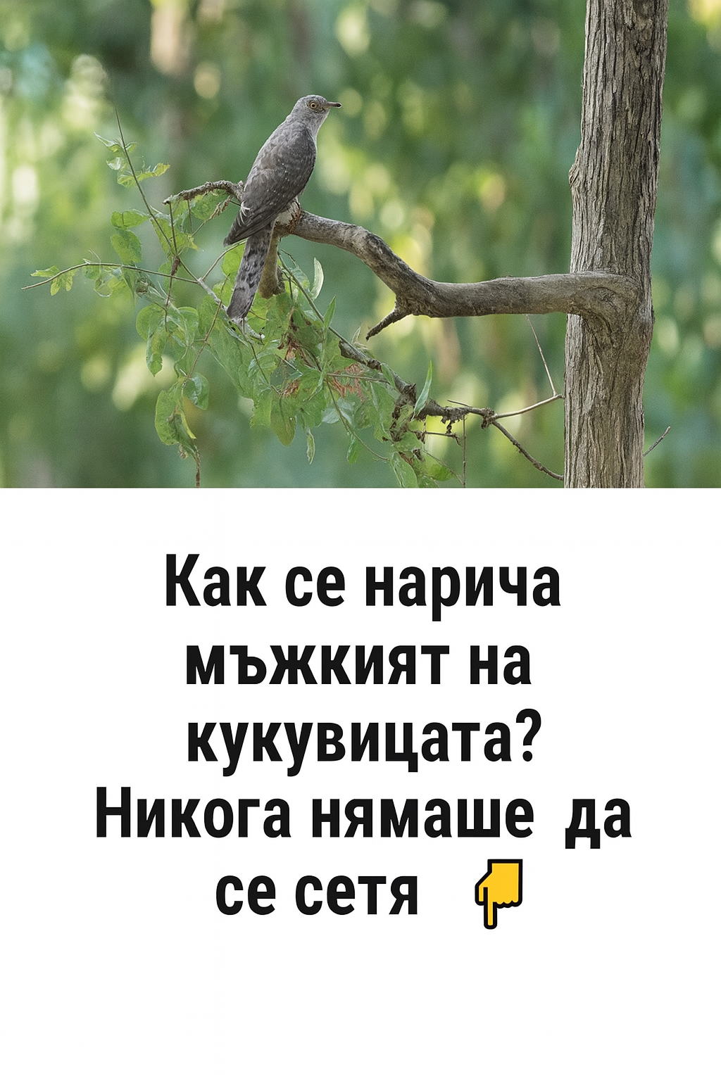 Как точно се нарича мъжкият на кукувицата? Никога нямаше да се сетя. - Telling.bg